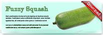 Fuzzy Squash (Hairy Gourd) – Moleq Inc. – Food Information