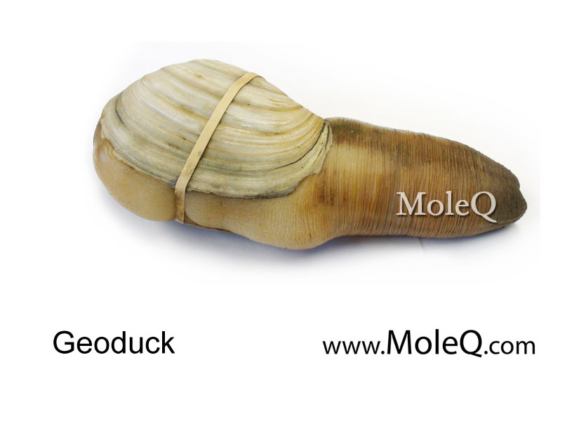 Mussel: