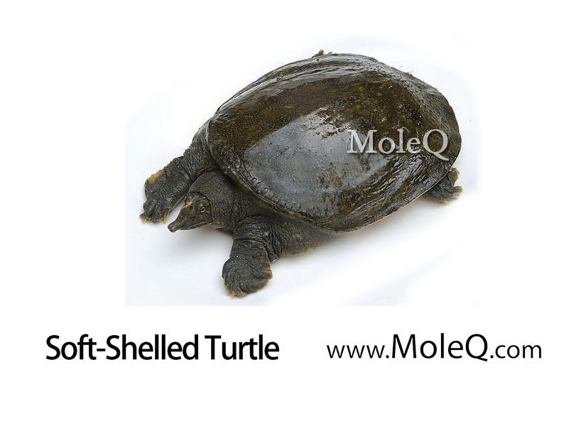 Soft-shelled Turtle