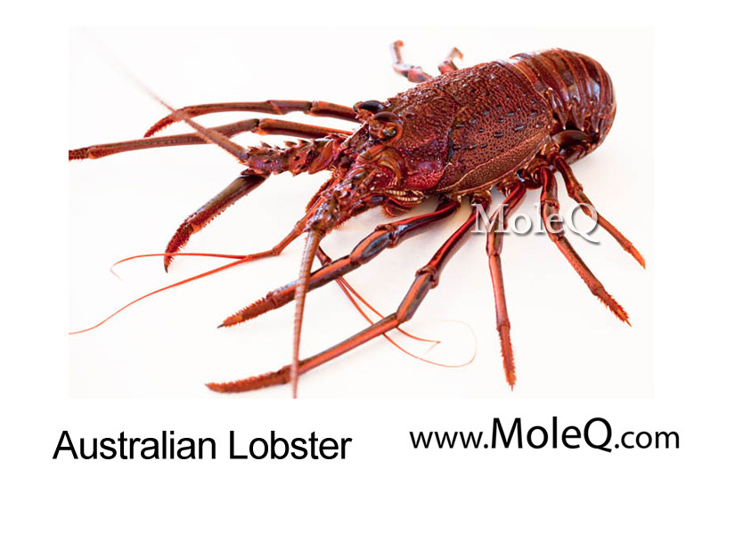 Australian Lobster: