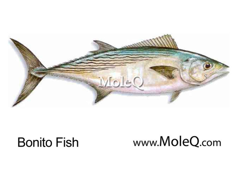 Bonito Fish