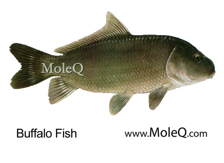Buffalo Fish – Moleq Inc. – Food Information