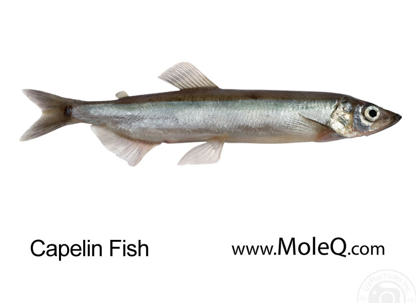 Capelin Fish – Moleq Inc. – Food Information