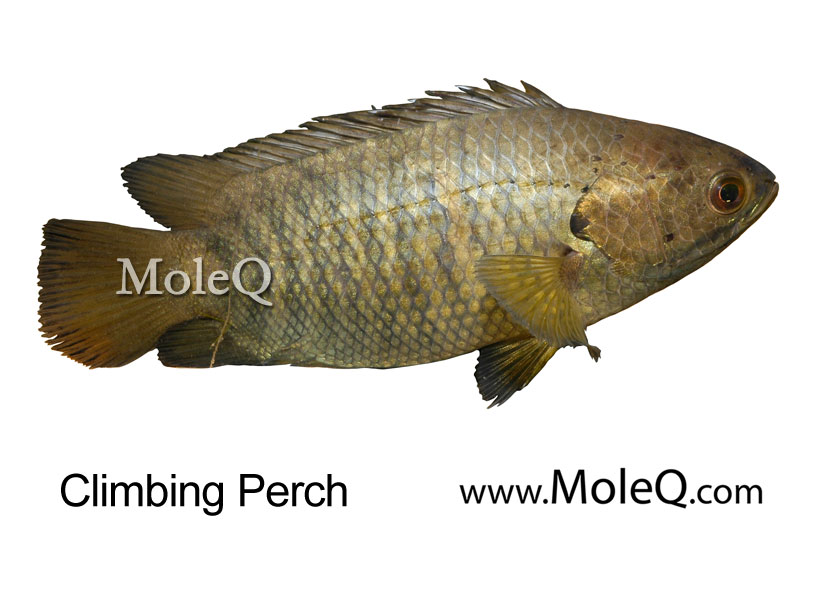 Climbing Perch – Moleq Inc. – Food Information