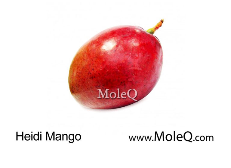 Heidi Mango