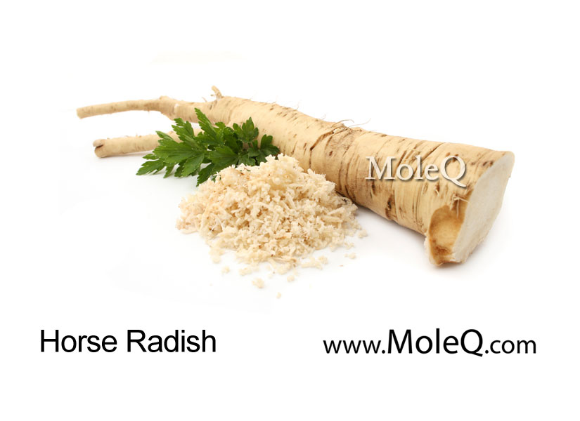 Horse Radish: