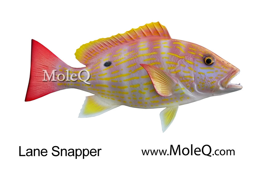 Lane Snapper: