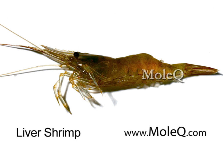 Live Shrimp
