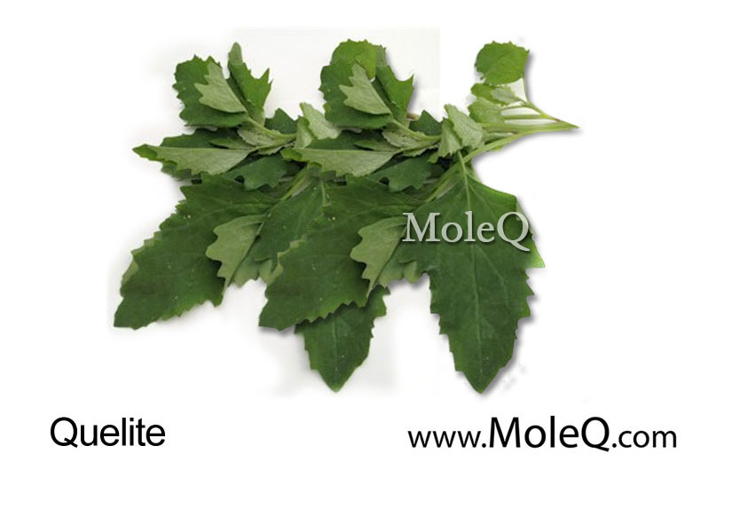 Quelite