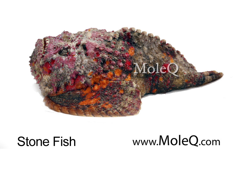 Stone Fish – Moleq Inc. – Food Information