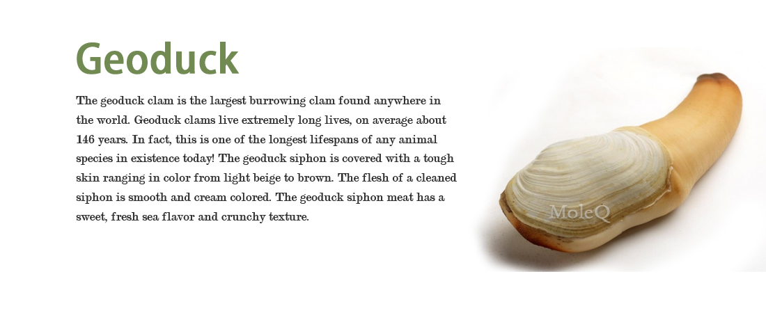 Geoduck – Moleq Inc. – Food Information