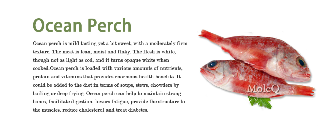 oceanPerch-thum-en
