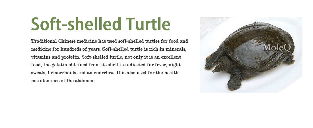 softShelledTurtle-thum-en