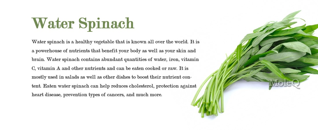 Green Water Spinach – Moleq Inc. – Food Information