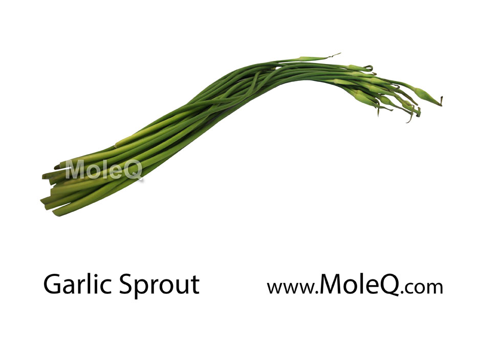 Garlic Sprout (Garlic Scapes) – Moleq Inc. – Food Information