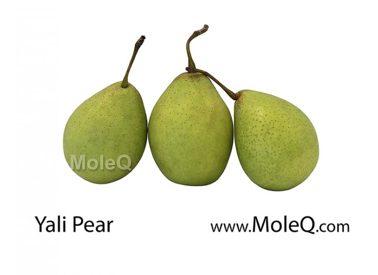 Yali Pear (Green) – Moleq Inc. – Food Information