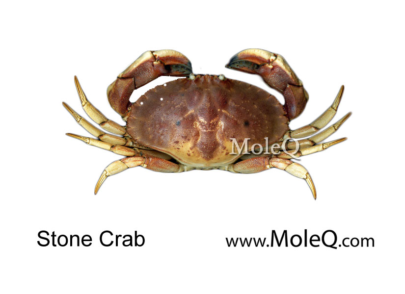 Stone Crab – Moleq Inc. – Food Information