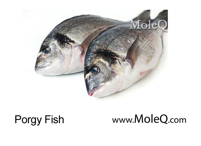 Porgy Fish – Moleq Inc. – Food Information